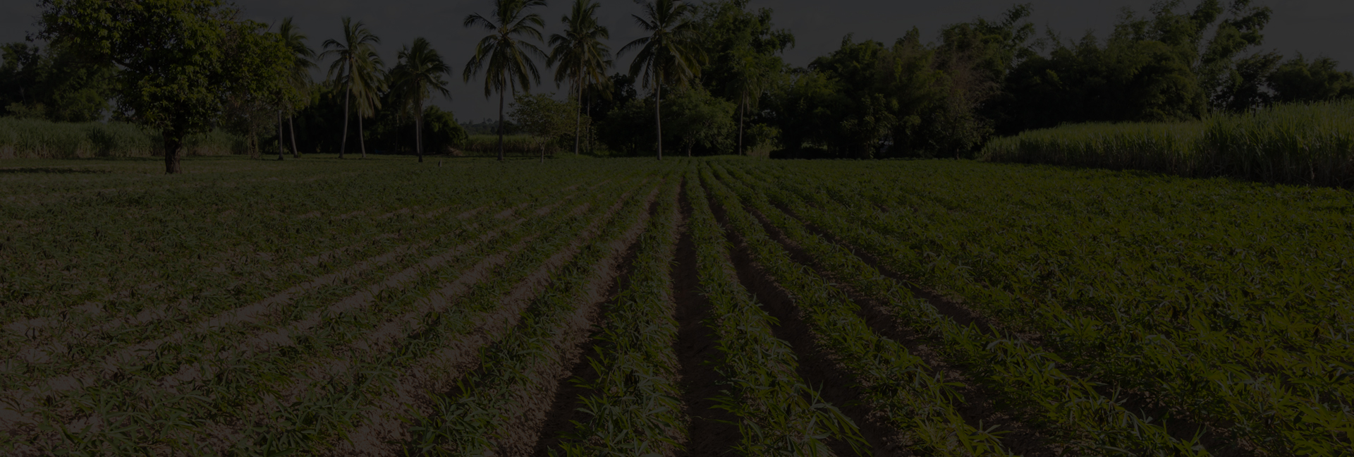 Thai German Processing Co Ltd, | tapioca starch machine, tapioca starch ...